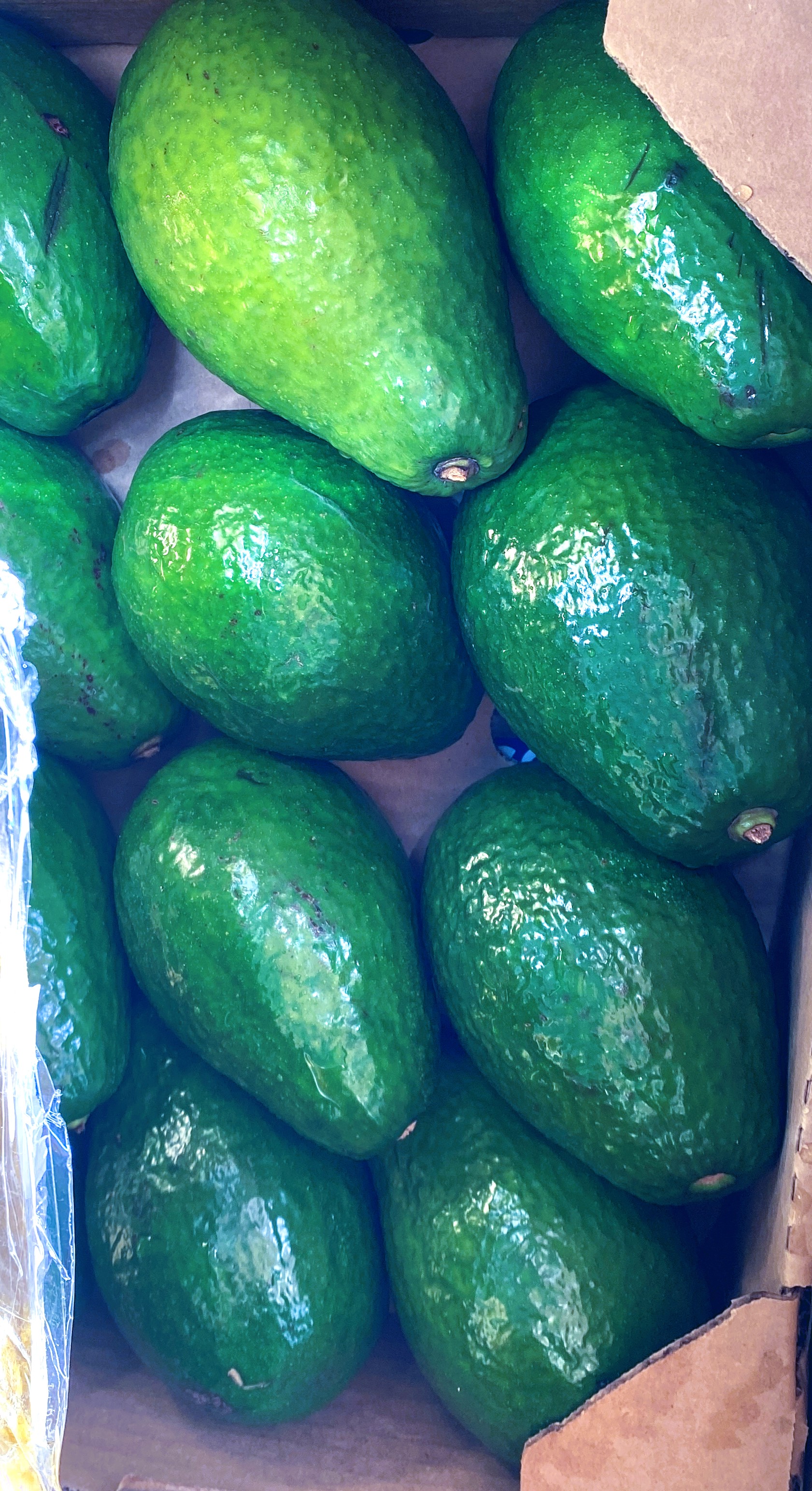 AGUACATE Dominicano Precio por Ud. ca. 450gr - Variedades Latinas